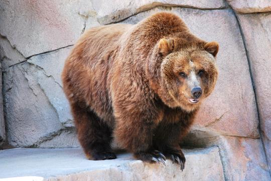 15 Facts About Zoos That You Should Know Before You Visit!