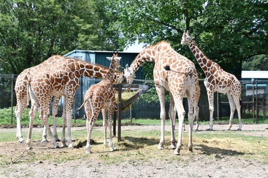 15 Facts About Zoos That You Should Know Before You Visit!