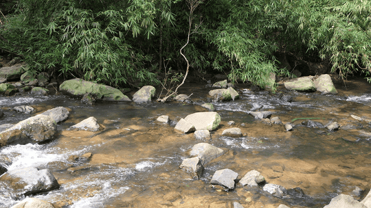 Iruppu Falls, Coorg: How To Reach, Best Time & Tips