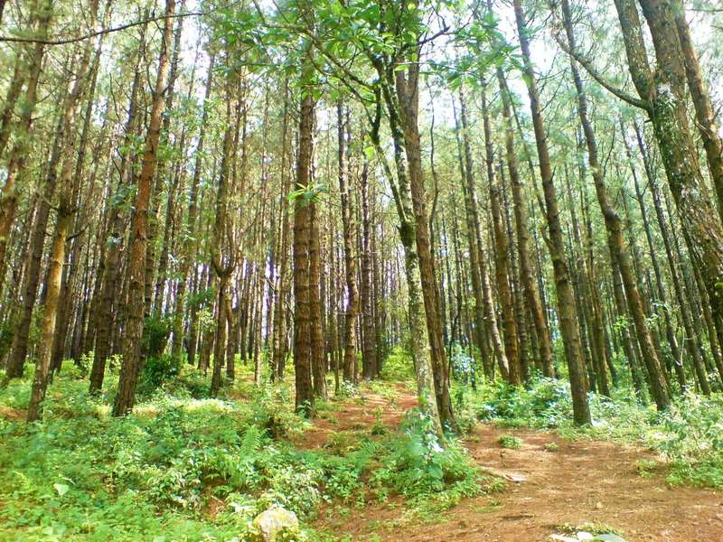 pine tree forest vagamon